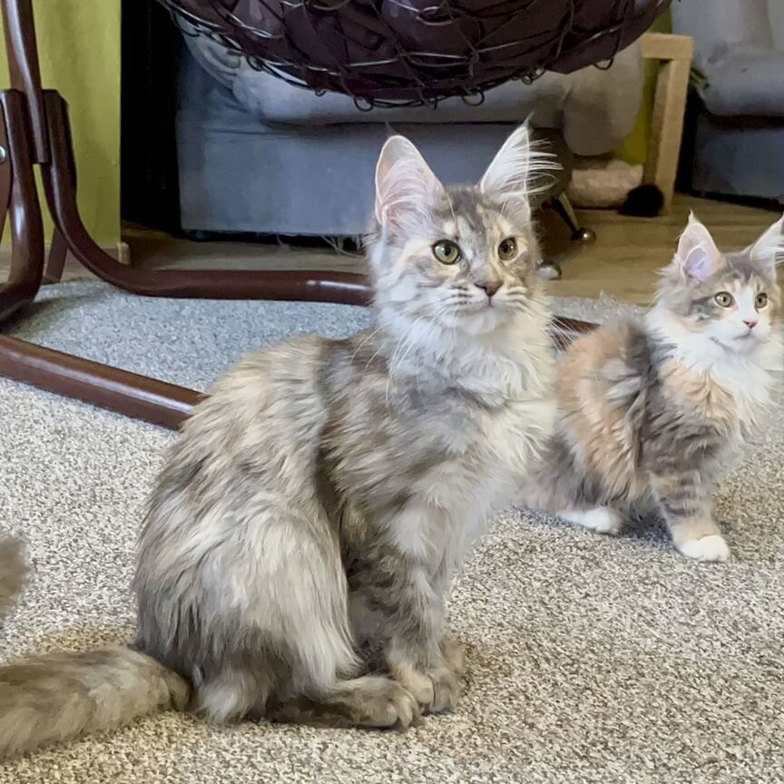 Мейн-кун котёнок