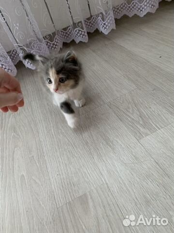 Котёнок