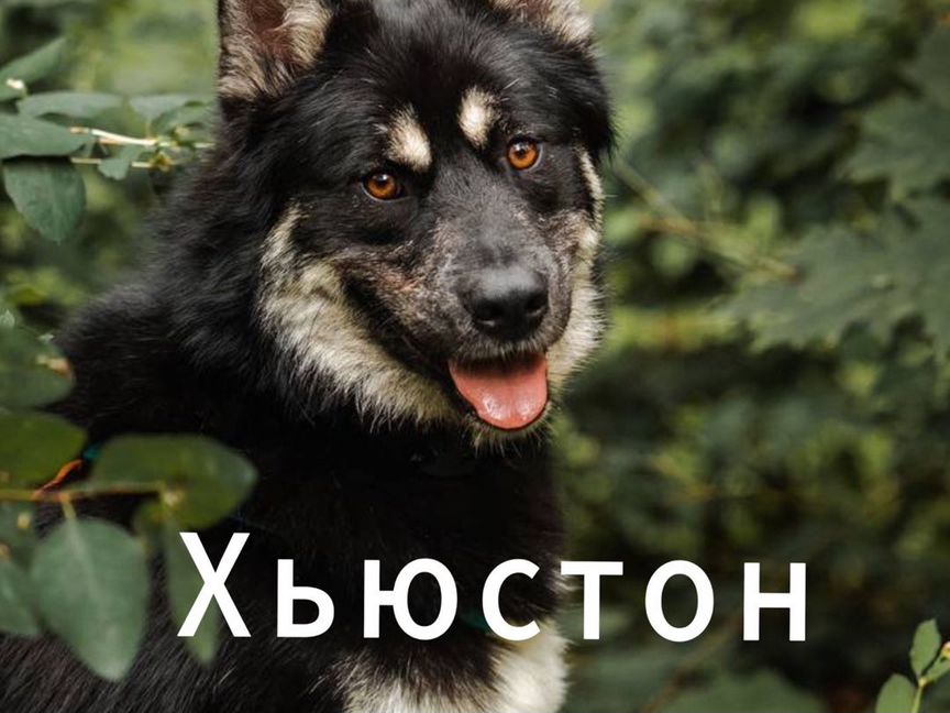 Хьюстон ищет дом