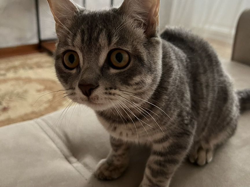 Кошка