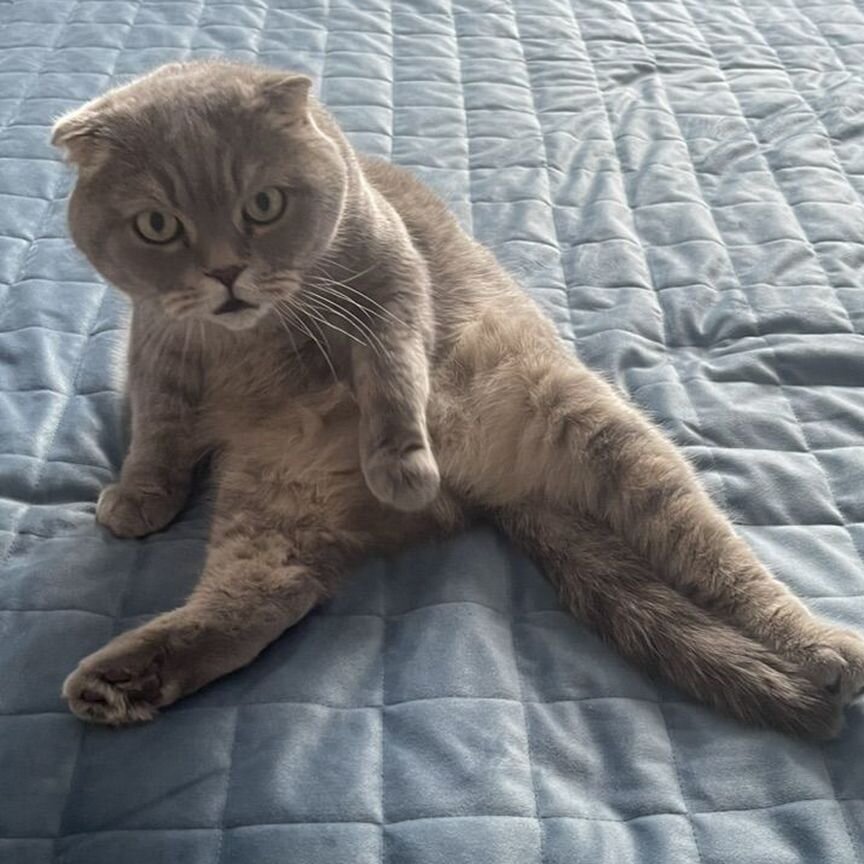 Шотландский вислоухий короткошёрстный, взрослый кот