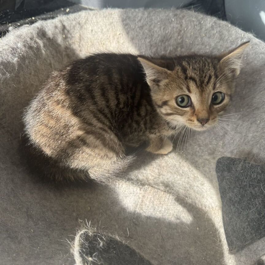 Котята