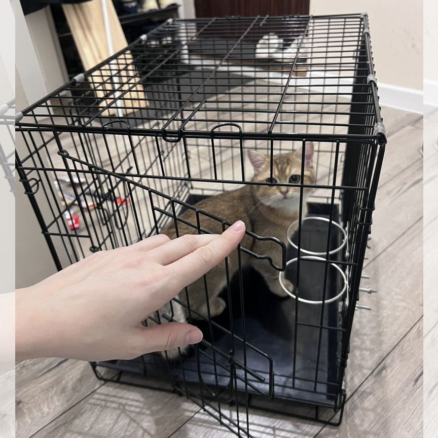 Клетка для собак   миски