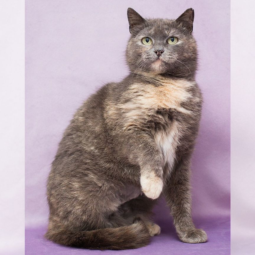 Взрослая, кошка в добрые руки