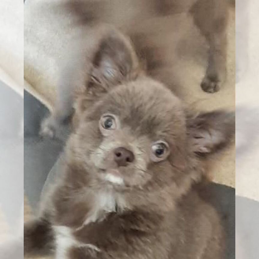 Девочки чихуахуа с родословной РКФ