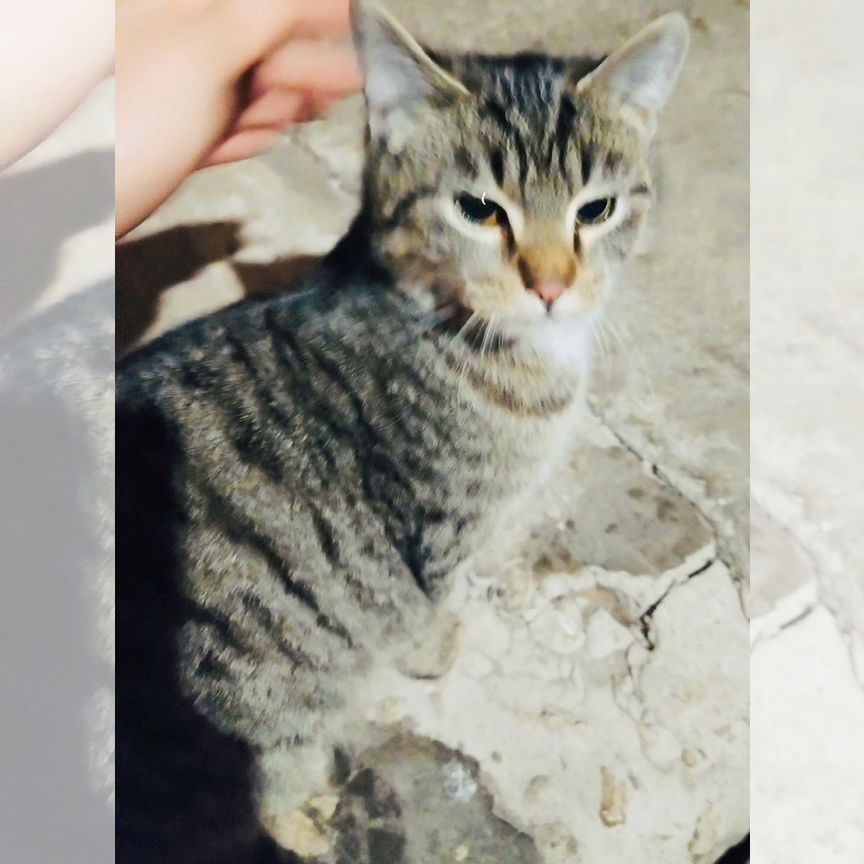 Ласковый Серафим изнт семью. Котенок