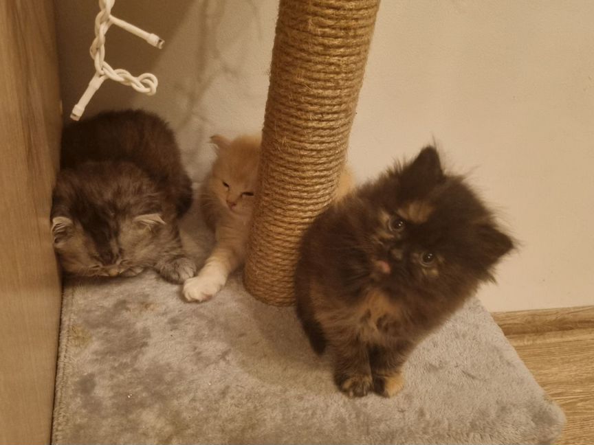 Котята в добрые руки приучены к лотку