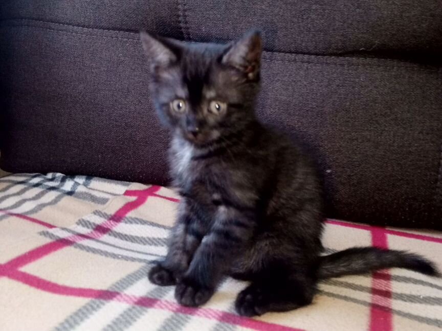 Кошечка