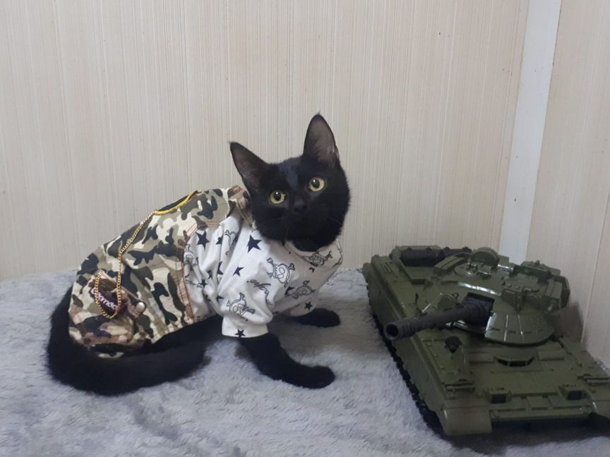 Чёрный, классный котенок в добрые руки