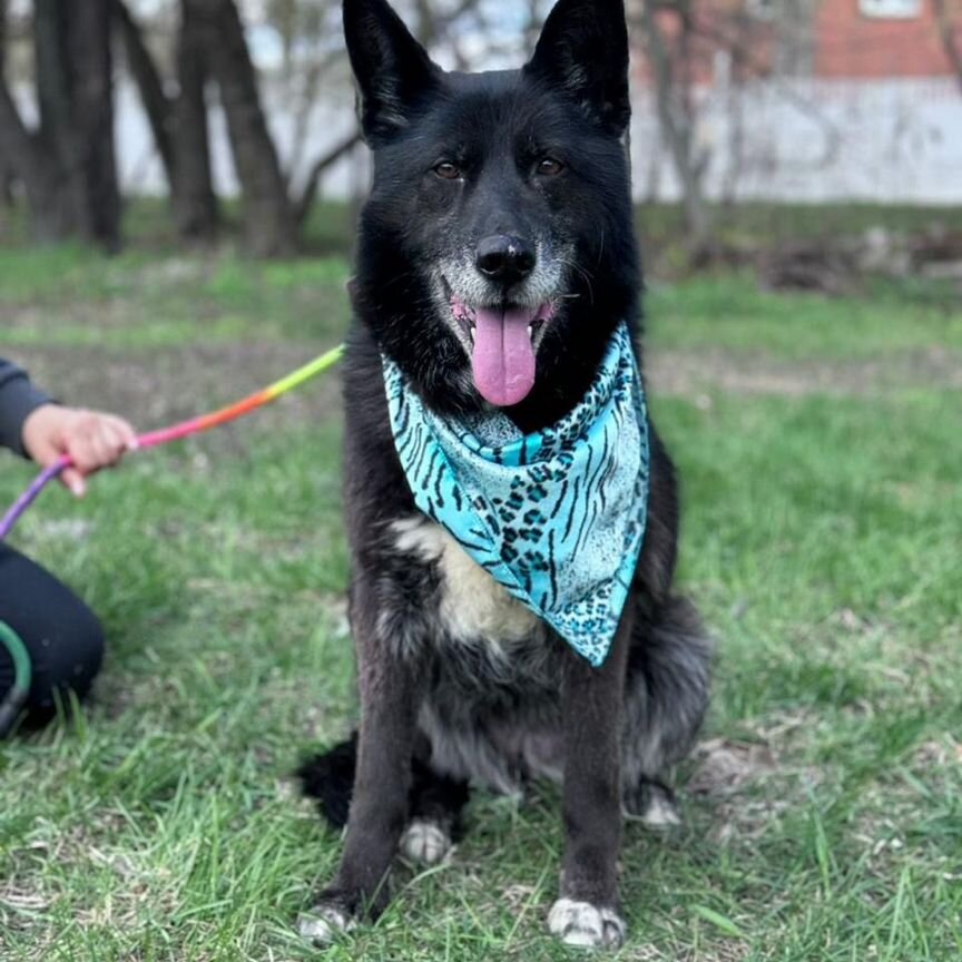 Собака из приюта в добрые руки