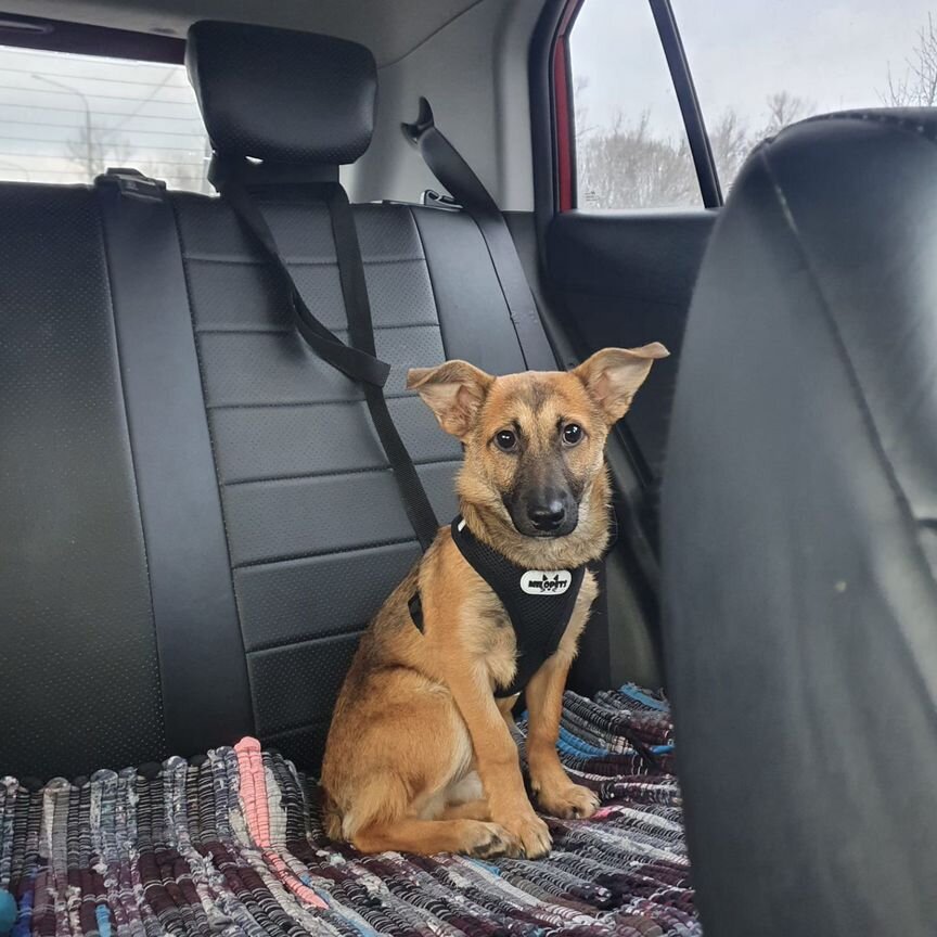 Отдам в добрые руки маленькую собачку