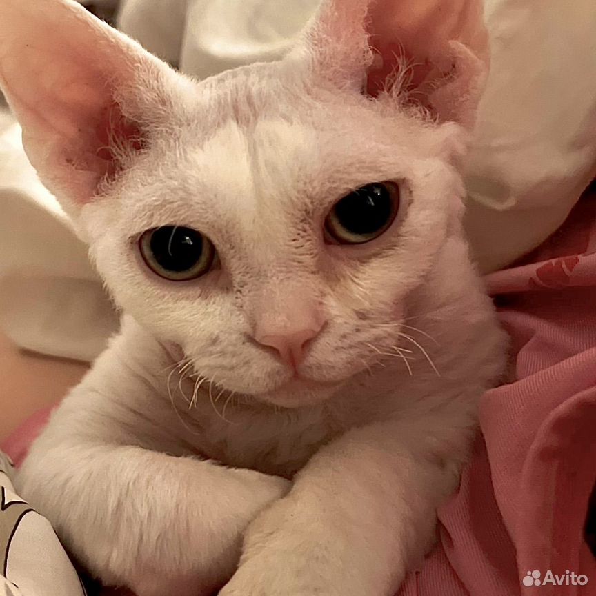 Котята девон-рекс