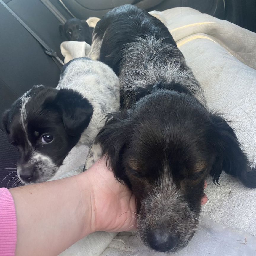 Русский охотничий спаниель, щенок