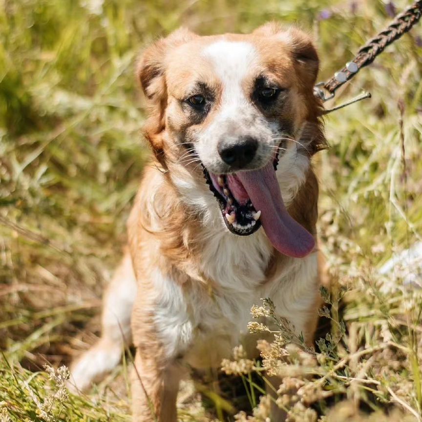 Собака в добрые руки