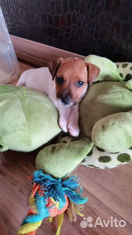 Щенки джек Рассел терьер гладкошерстный