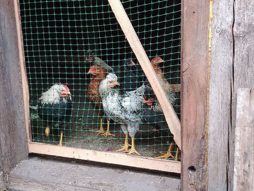 Молодые петушки