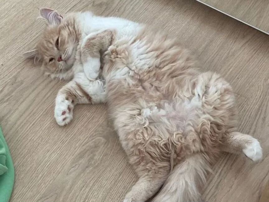 Британский котик