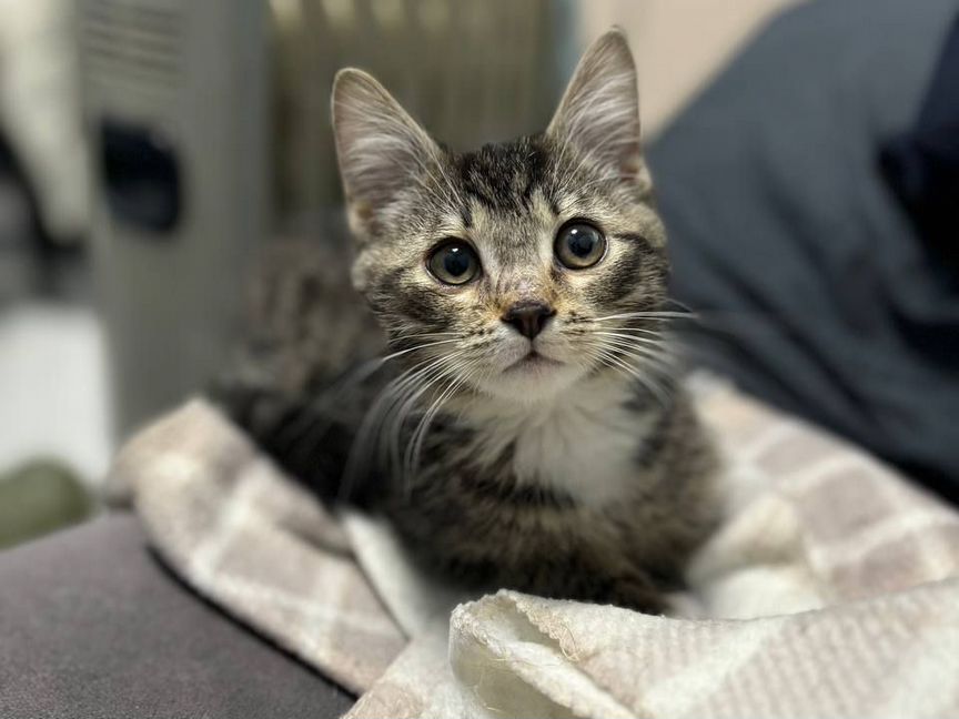 Сладкий маленький котёнок мальчик