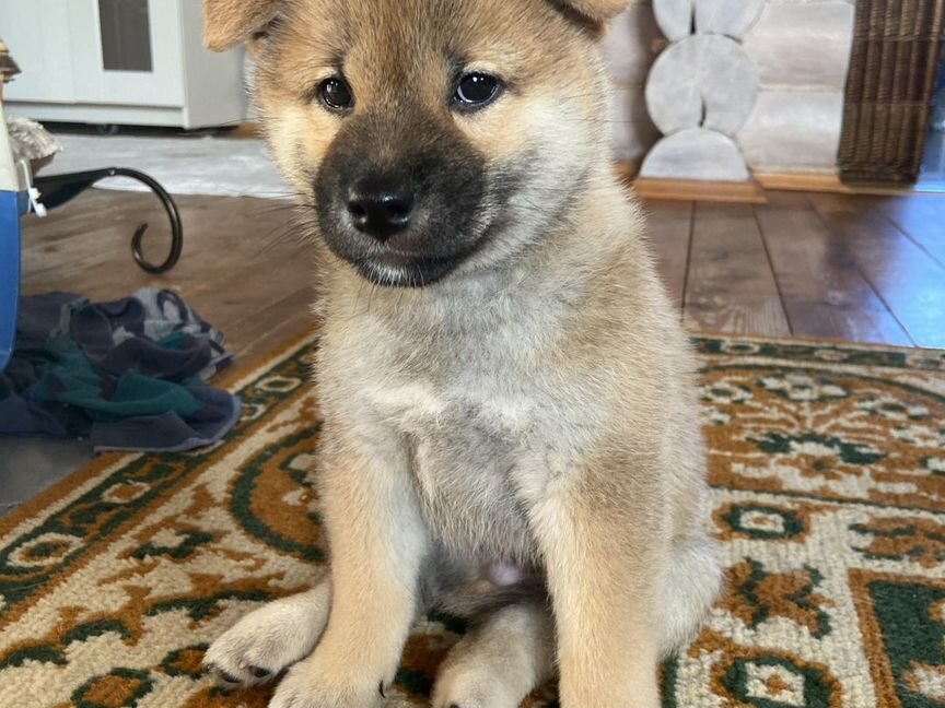 Продаётся щенок Сиба-Ину