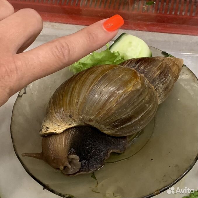 Улитка ахатины взрослая