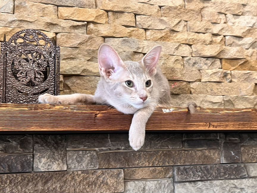 Абиссинские котята
