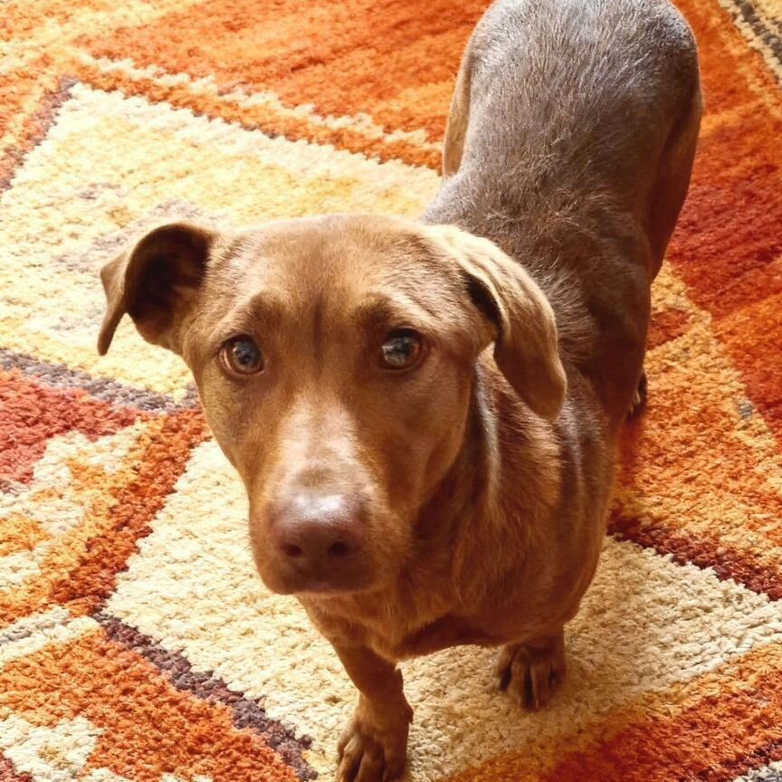 Взрослая собака в добрые руки