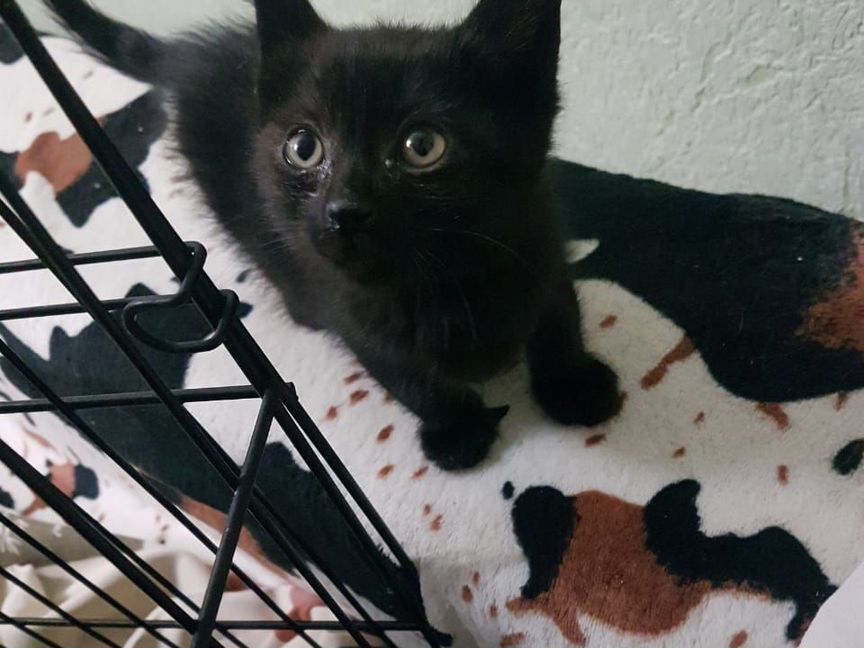 Котенок мальчик 2 мес в приюте