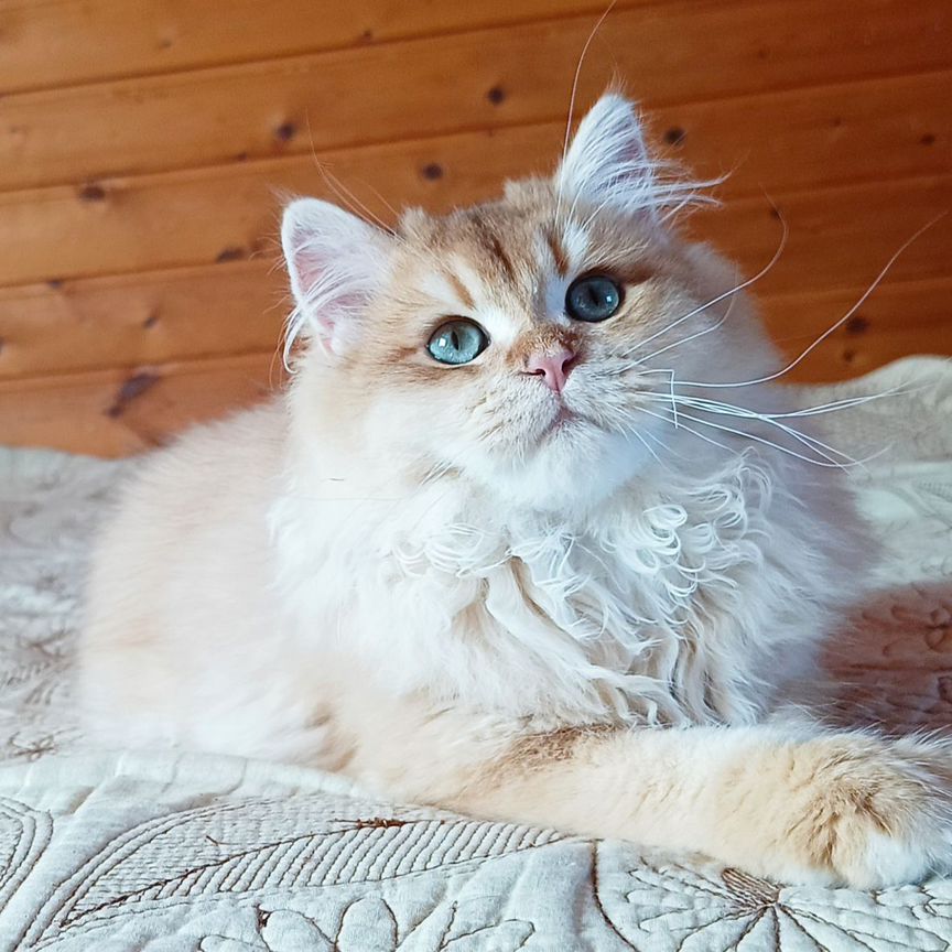 Британский котик в разведение