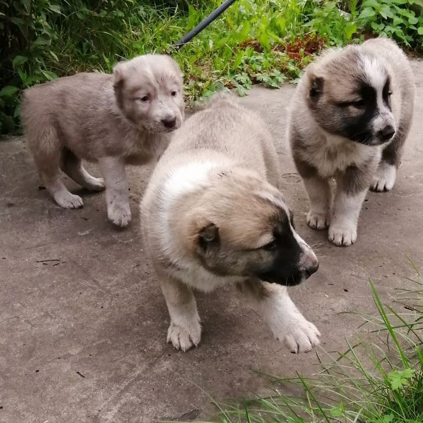 Продам щенков азиата