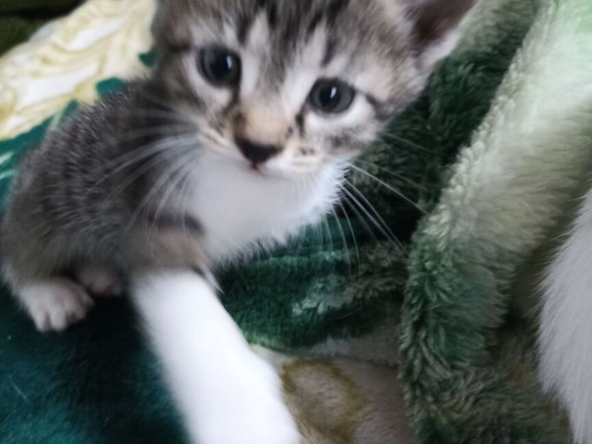 Кот дворянин добрый