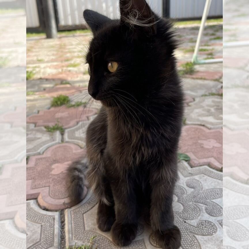 Отдам черного котенка мальчик