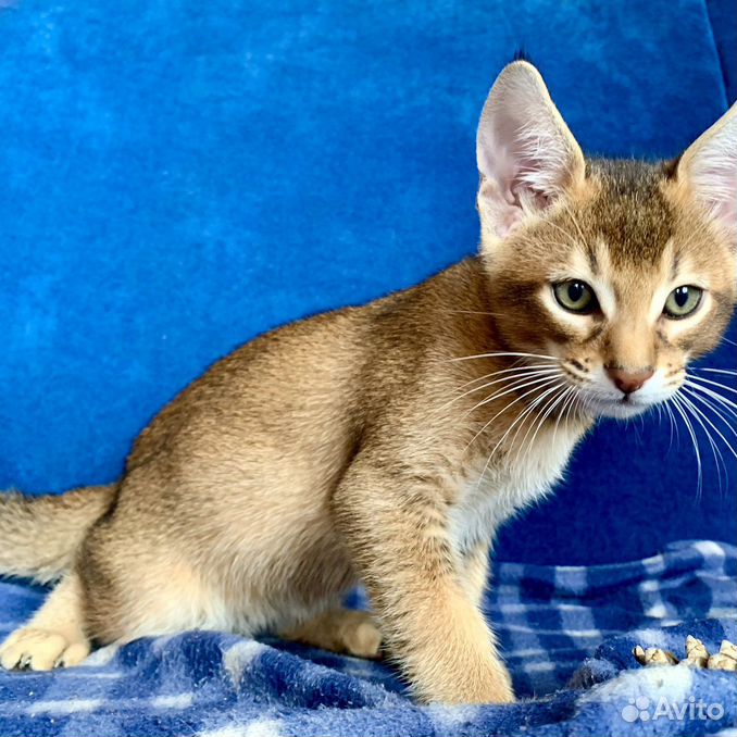 Котята каракет ф4 цена снижена успевайте