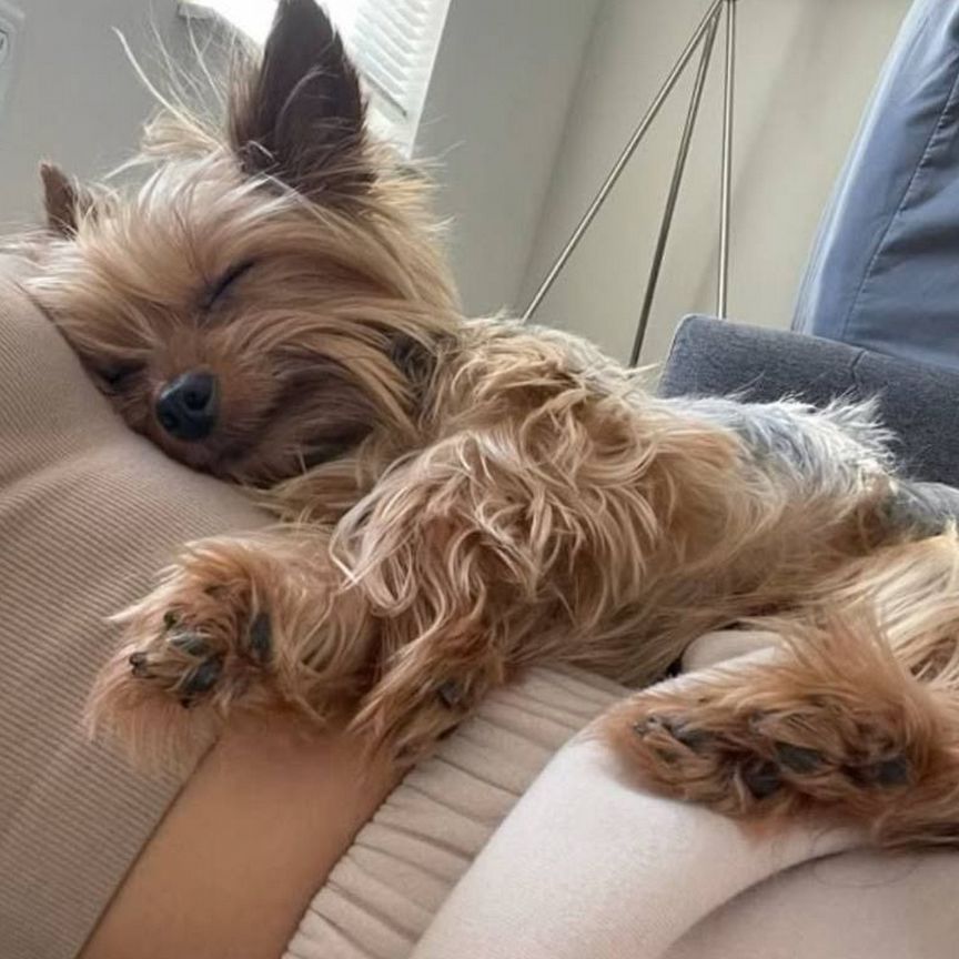 Йорк с документами