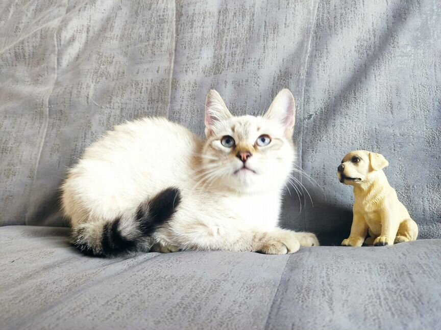 Сева в дар