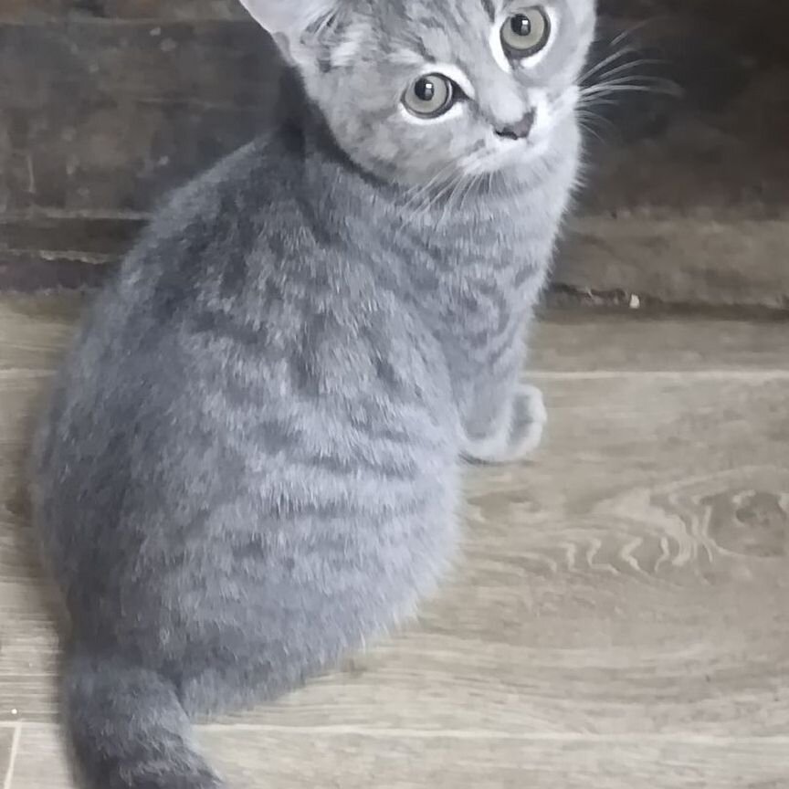 Котенок