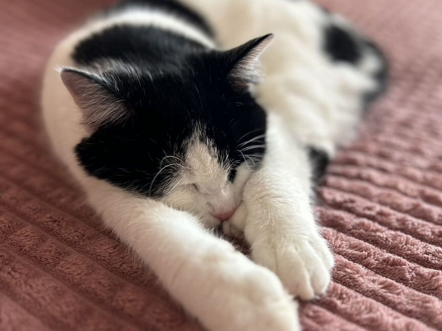 Котенок