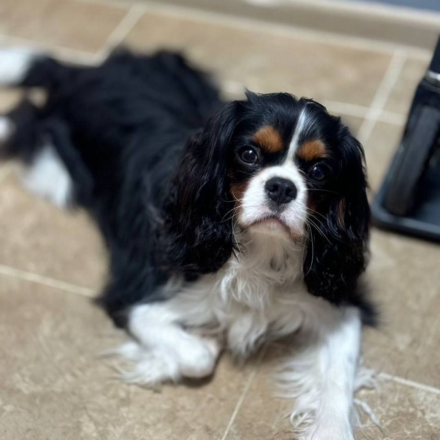 Кавалер Кинг Чарльз спаниель