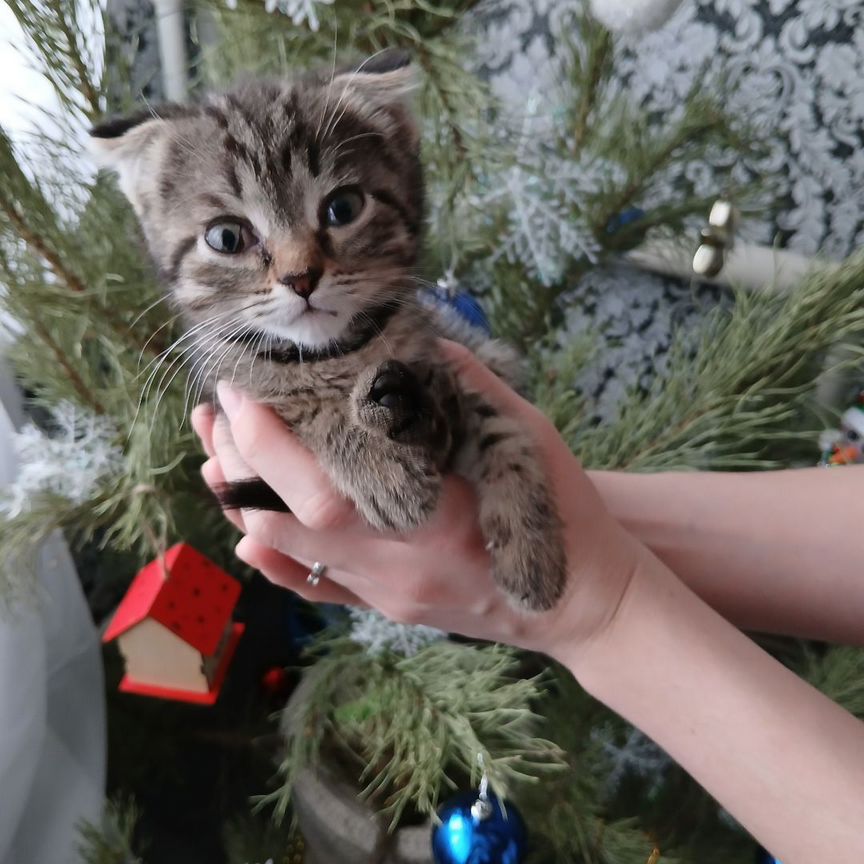 Нашли котёнка вислоихий