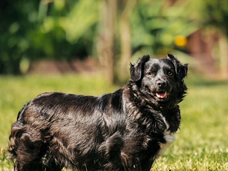 Спокойная собака в добрые руки