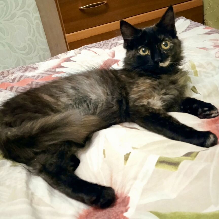 Мейн-кун котёнок