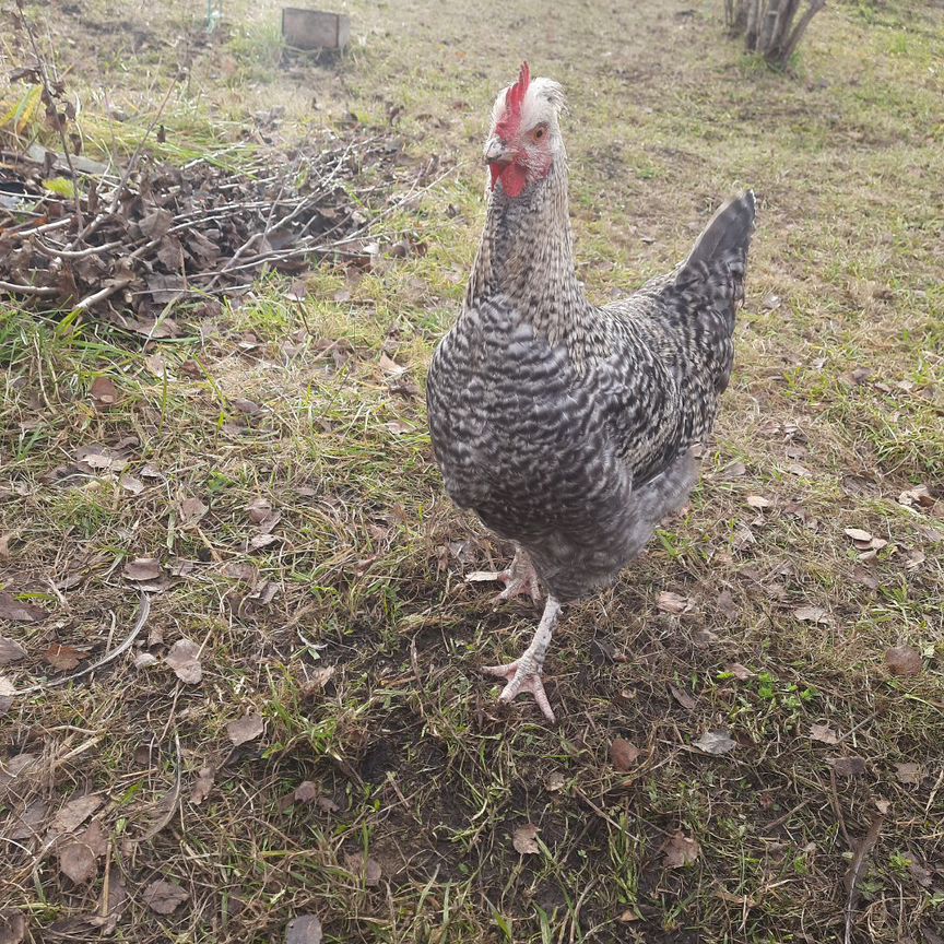 Молодые петухи