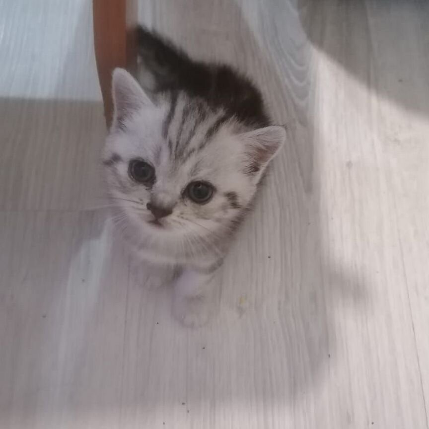 Продам шотландских котят Омск