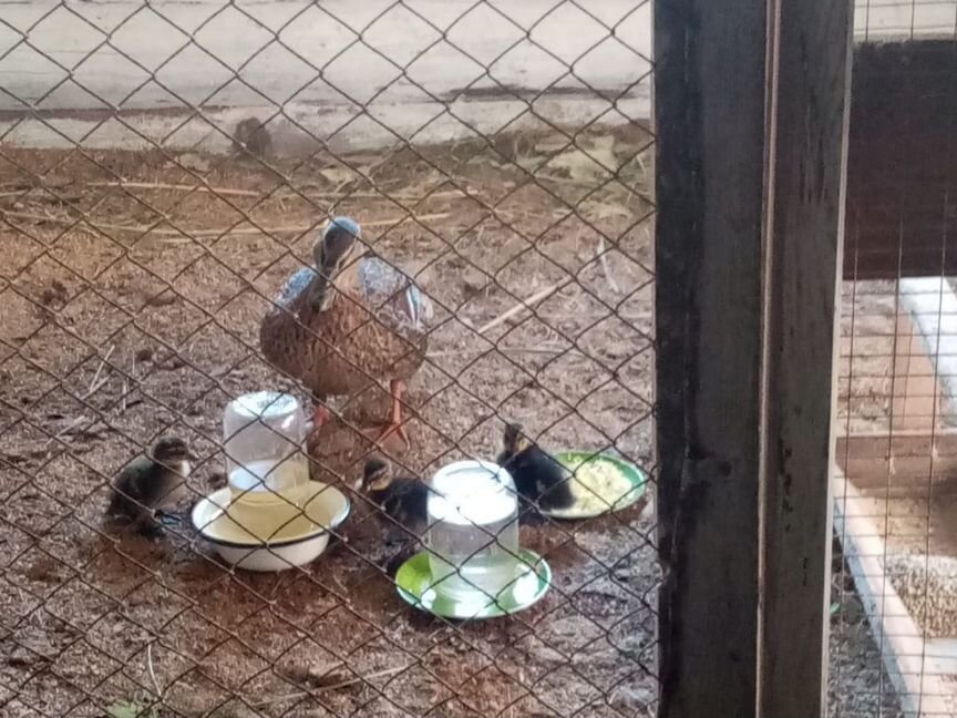 Подсадная утка