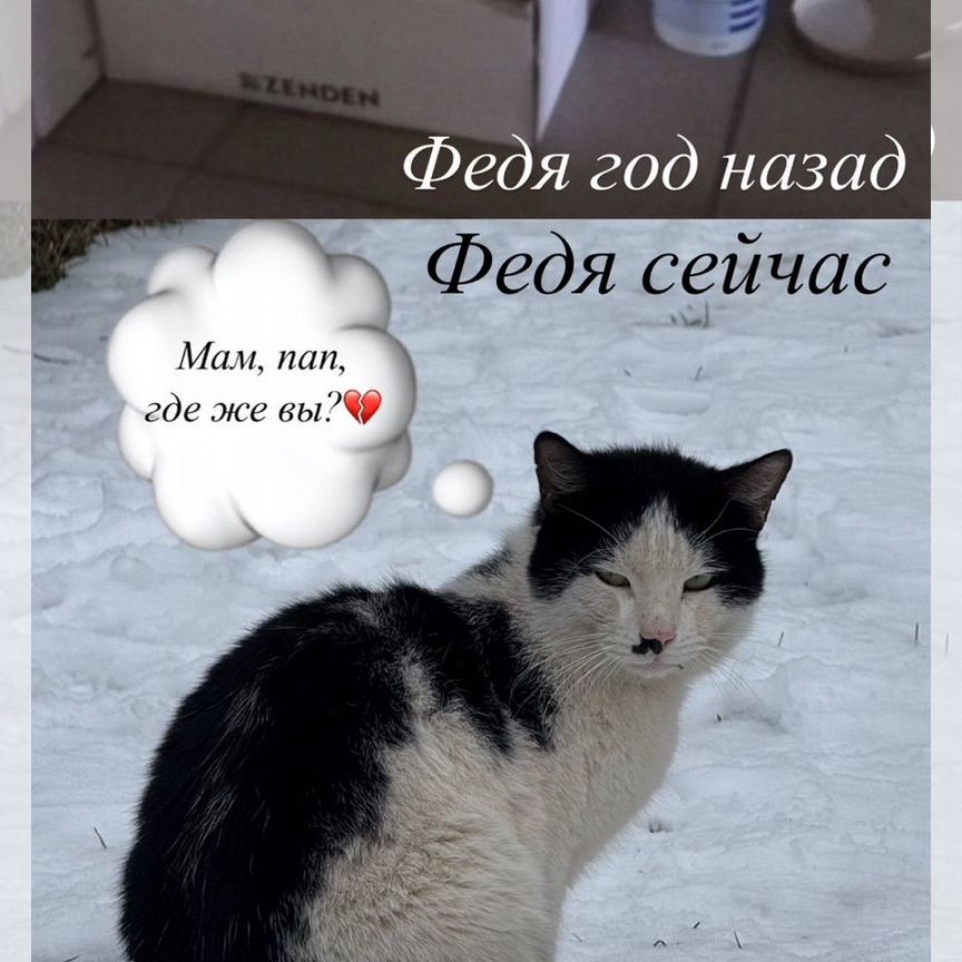 Ласковые котики год живут в коробке