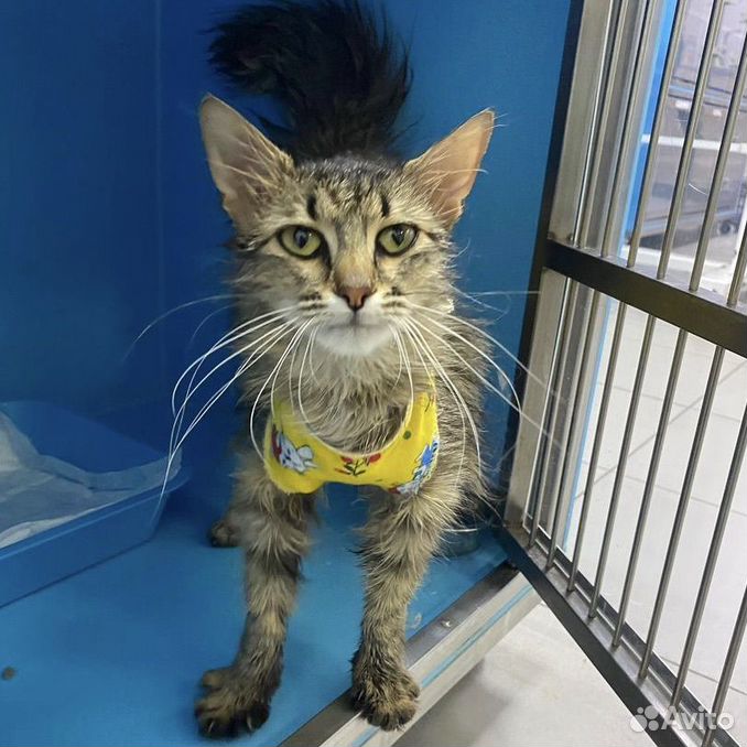 Кошка Воробушек до полудня