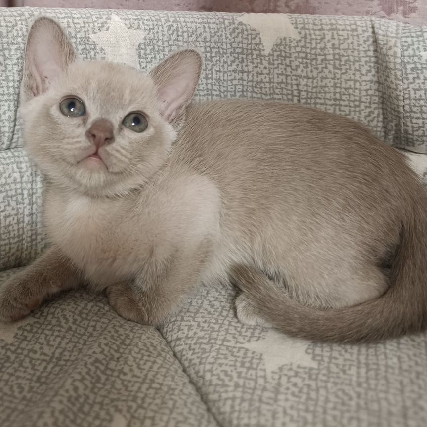 Американский бурманский котёнок