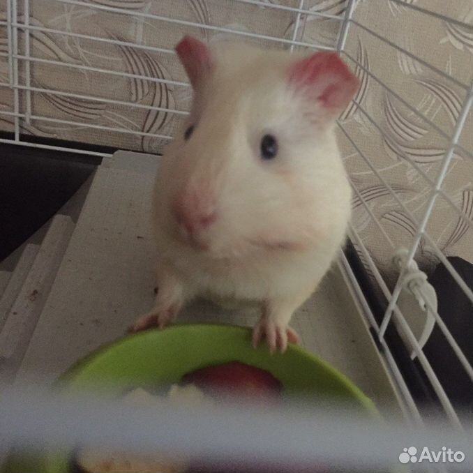 Отдам морскую свинку бесплатно