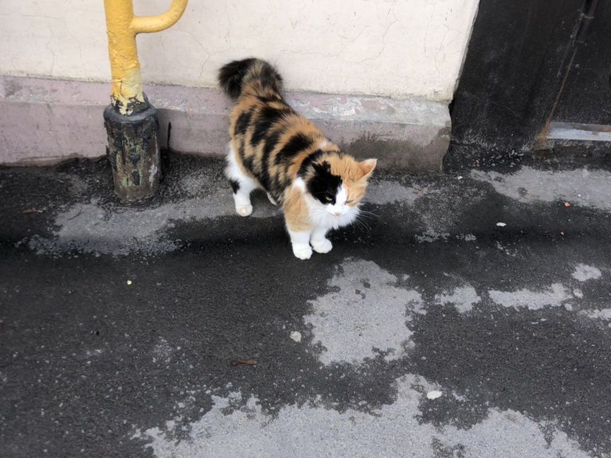Трёхцветная кошка