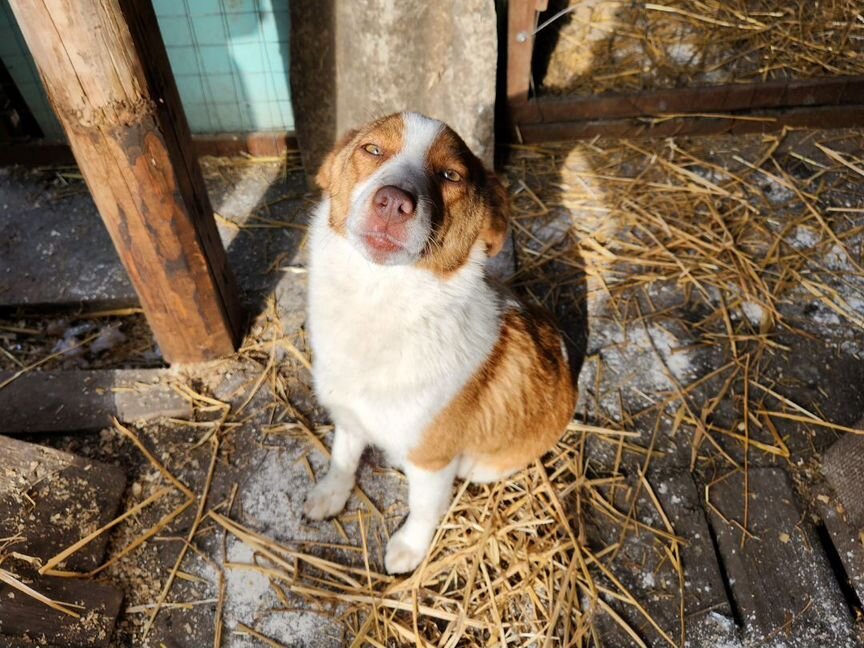 Небольшая собака в добрые руки