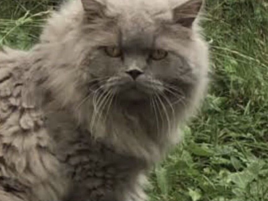 Шотландский котик